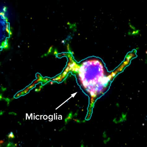 CosMx Mouse Neuroscience Protein Panel NanoString