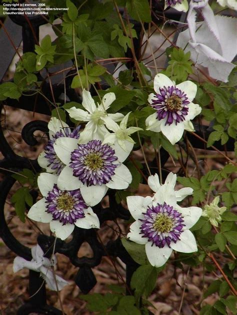 Plantfiles Pictures Late Large Flowered Clematis Vienetta Clematis