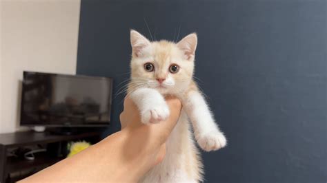 何度もイタズラを繰り返す子猫をつまみ上げたら反応がかわいすぎたw Youtube