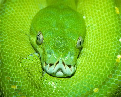 Green Tree Python Wallpapers Hd Wallpapers 2985