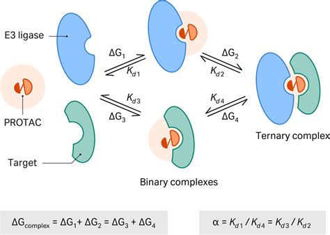 Characterizing Protac Ternary Complex Formation Using Biacore Spr Systems Cytiva