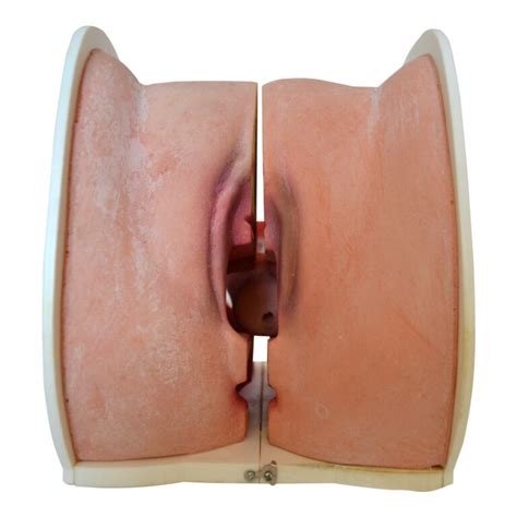 MECHANICAL FEMALE CONTRACEPTION TRAINER MODEL H M Security And Medical