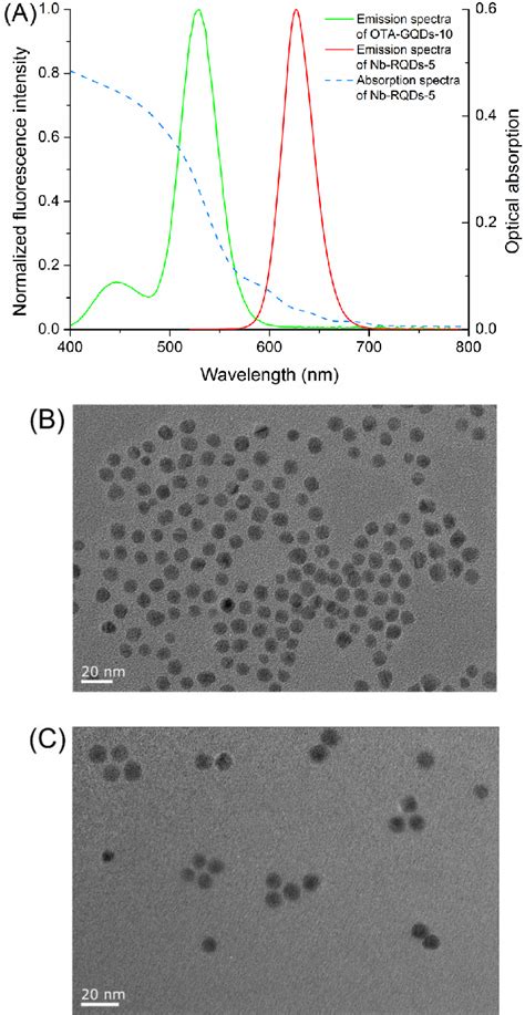 Figure 2 From Ultrasensitive And Rapid Detection Of Ochratoxin A In