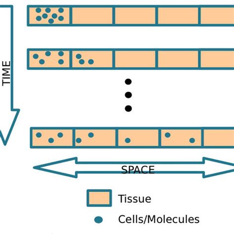 Diffusion Process Schematic Representation Of The Diffusion Process