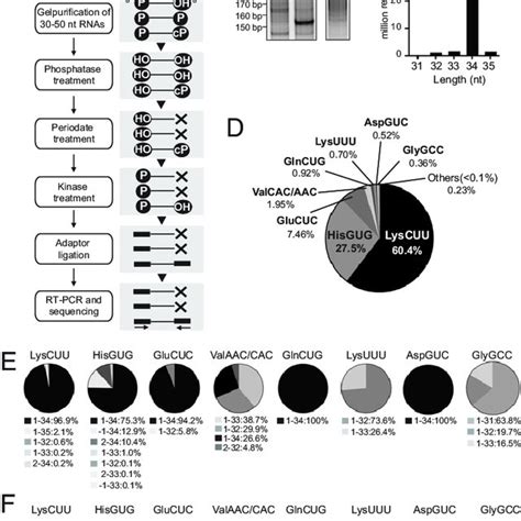 Identification Of 5′ Shot Rnas By Cp Rna Seq A A Flowchart Of The