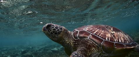 World Turtle Day May 23rd Days Of The Year