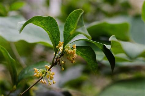 Iconic Plants For A Traditional Southern Garden Ginger With Roots