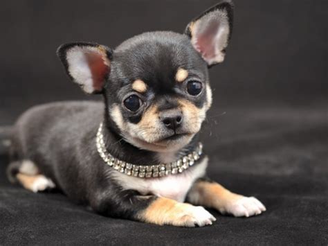 Чихуахуа мини описание фото особенности характера и содержания