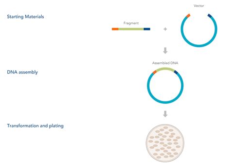 Dna Cloning With Synthetic Dna Fragments Idt