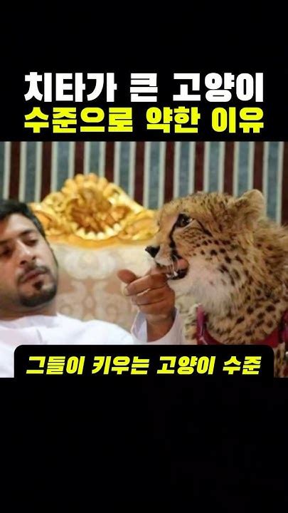 치타가 큰 고양이 수준으로 약한 이유 Youtube