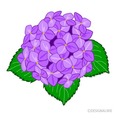 アジサイの花イラストのフリー素材｜イラストイメージ