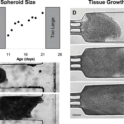 Pdf A Multipurpose Microfluidic Device Designed To Mimic Microenvironment Gradients And