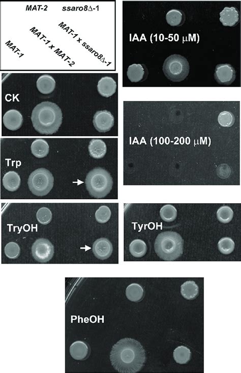 Effect Of Tryptophan Metabolites Or Aromatic Alcohols On S Scitamineum