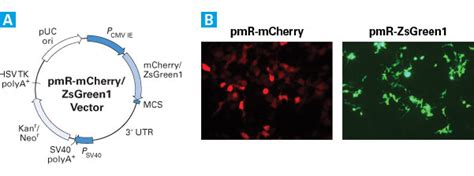 Microrna Expression Vectors