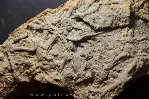 Asteriacites Lumbricalis Trias Beaune France