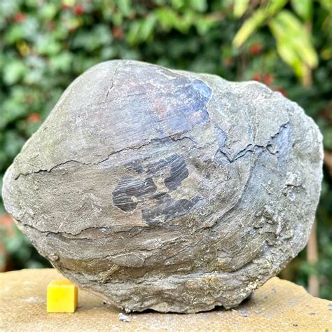 Giant Gryphaea Fossil Bivalve Oxford Clay Redcliff Point Etsy