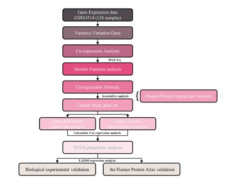 Study Workflow Wgcna Weighted Gene Co Expression Network Analysis