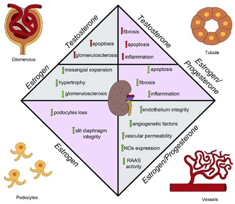 Sex Hormones Effects On Diabetic Kidney Disease NO Nitric Oxide Download Scientific Diagram