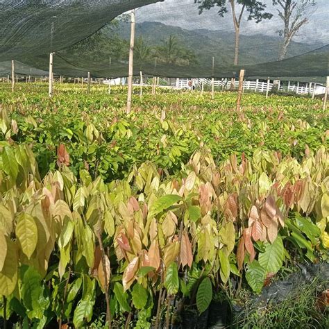 Huerto Clonal Y Vivero El Edén