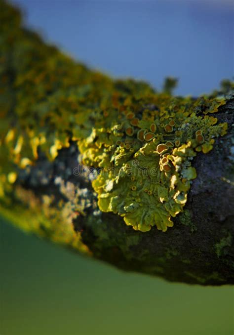 A Close Up Of Xanthoria Which Is Also Called Sunburst Lichen Stock