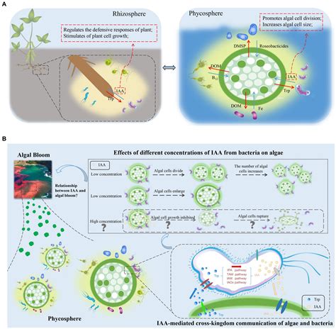 Frontiers Indole 3 Acetic Acid As A Cross Talking Molecule In Algal