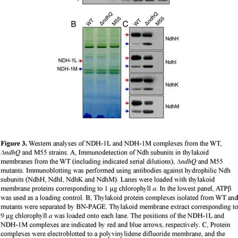 Thylakoid Membrane Organization And Composition In Cyanobacteria And