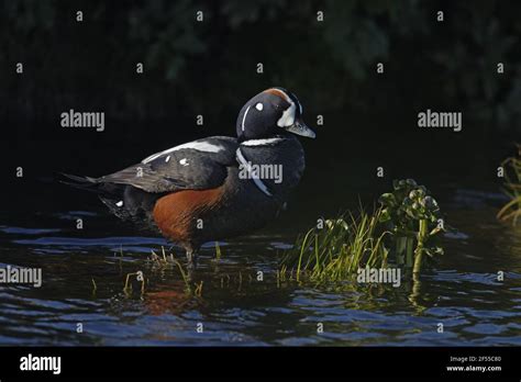 Harlequin Duck Male In Nest Area Histrionicus Histrionicus Lake