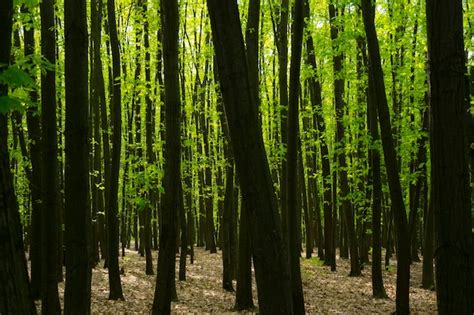 Premium Photo Forest Thicket Forest Dense Forest Lots Of Trees