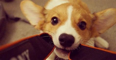 Corgi Stealing The Camera Imgur