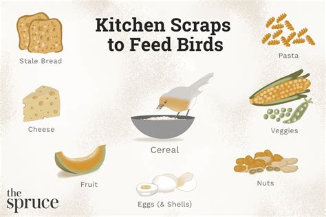 What Do Blackbirds Eat 7 Things Blackbirds Like To Eat Diet And Facts