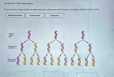 Solved Texts Models For Dna Replication There Were Three Major Models