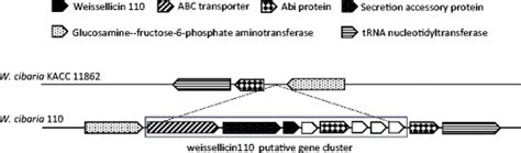 Genetic Organization Of Bacteriocin Weissellicin 110 Gene Cluster The Download Scientific