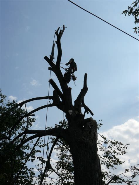 Tree Removal Ottawa Hedge Trimming Pruning Crowe Tree And Hedge