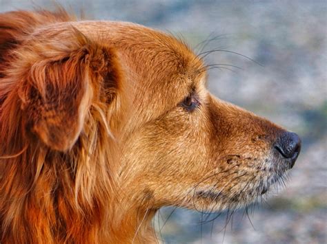 100 Free Doggy Style And Dog Images Pixabay