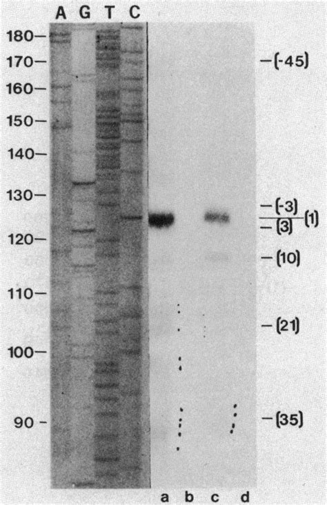S1 Nuclease Mapping Of The Start Of Transcription Of The Download Scientific Diagram
