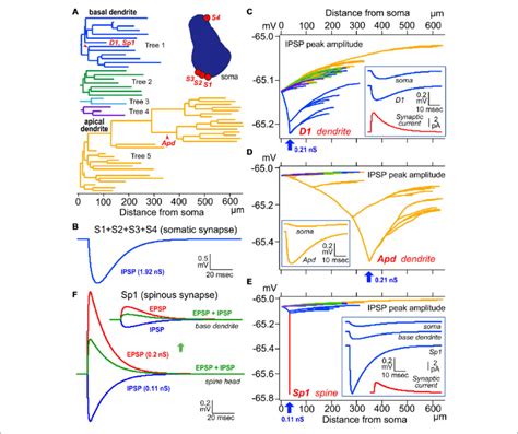 Simulation Analysis Of Inhibitory Postsynaptic Potential Ipsp On