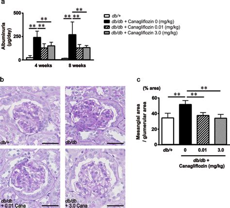 Sglt2抑制剂可改善糖尿病性肾病，而不受其降糖作用的影响：sglt2在肾小球膜细胞中的可能作用 Scientific Reports X Mol