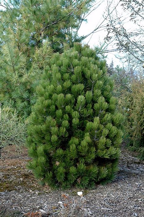 Gnome Bosnian Pine Pinus Leucodermis Gnome At Atlantic Avenue