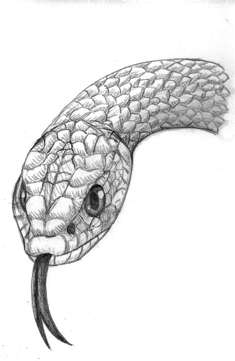 Pin By Nikole Vangelderen On Drawing Snake Drawing Snake Sketch