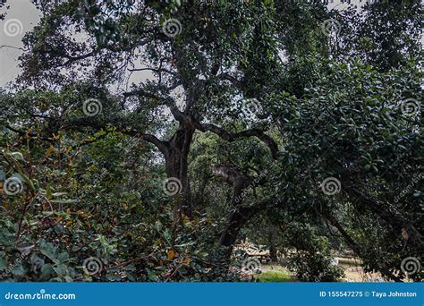 Open Dry Natural Park With California Live Oak Trees Rocks And Grass Weeds Stock Image Image