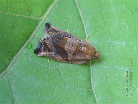 Photo 27951 Archips Dichotomus