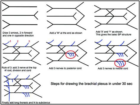 How To Draw The Brachial Plexus In 10 Seconds Beryl Mearronsid
