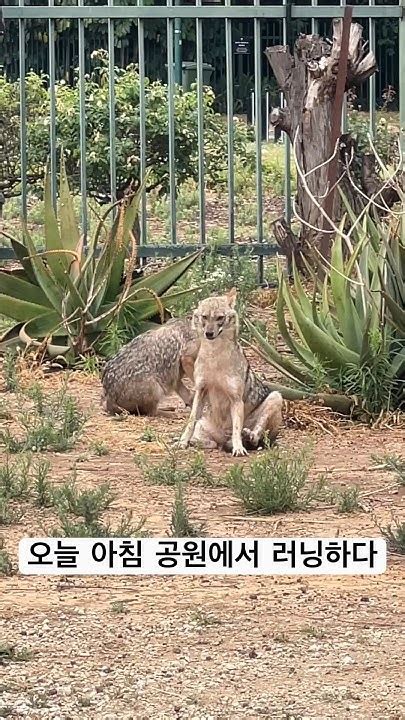 이스라엘에서 러닝중 늑대무리 만난줄🦊🐺🇮🇱 Youtube