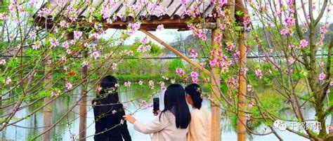 于都这里桃花朵朵开 美乡村 周朴 心绪