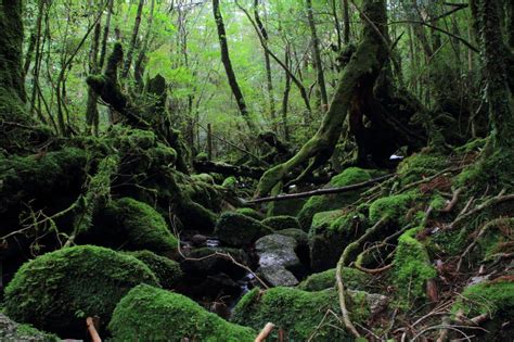 「自然」おしゃれまとめの人気アイデア｜pinterest｜高田 貴行 屋久島 観光スポット 風景