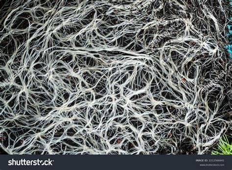 Root System Of A Tree Growing Underground Over Royalty Free Licensable Stock Photos
