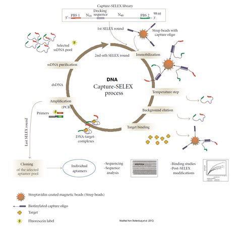 Capture Selex Method For Small Molecule Targets Fusion Biolabs