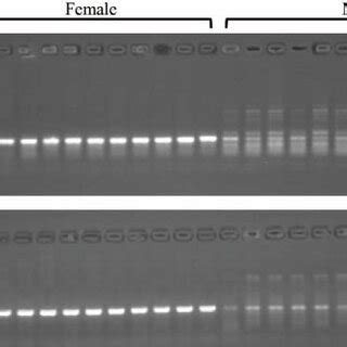 Workflow Of Sex Specific Marker Development In The Pelodiscus Sinensis Download Scientific