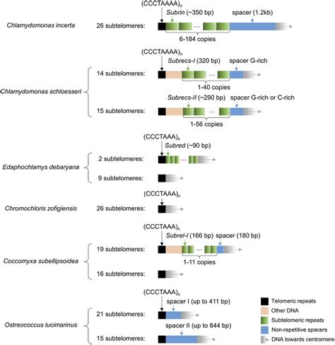 Subtelomere Architectures In Microalgae Genome Assemblies Of The