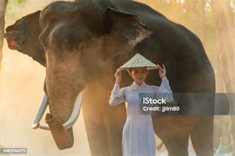 아름 다운 아시아 여자와 코끼리입니다 베트남 전통 의상을 입은 아시아 여성이 밀짚모자를 들고 코끼리 앞에 서 있다 20 24세에 대한 스톡 사진 및 기타 이미지 Istock